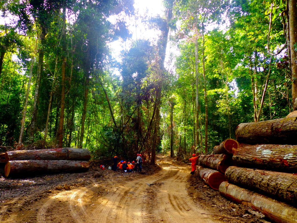 Manejo florestal comunitário e familiar em foco: IEB e IFPA renovam ...